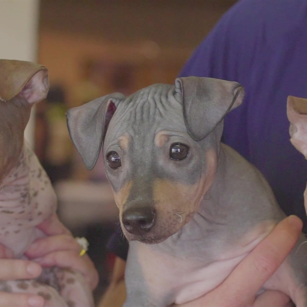 Alexander Gordon Smith Skinless Dogs