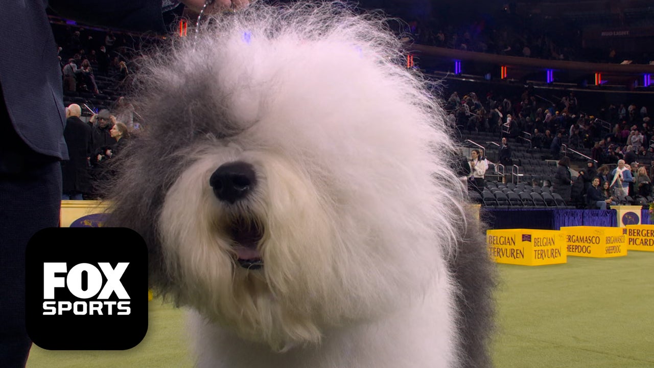 2026 Westminster Dog Show: Herding Group Showcase – Archyde