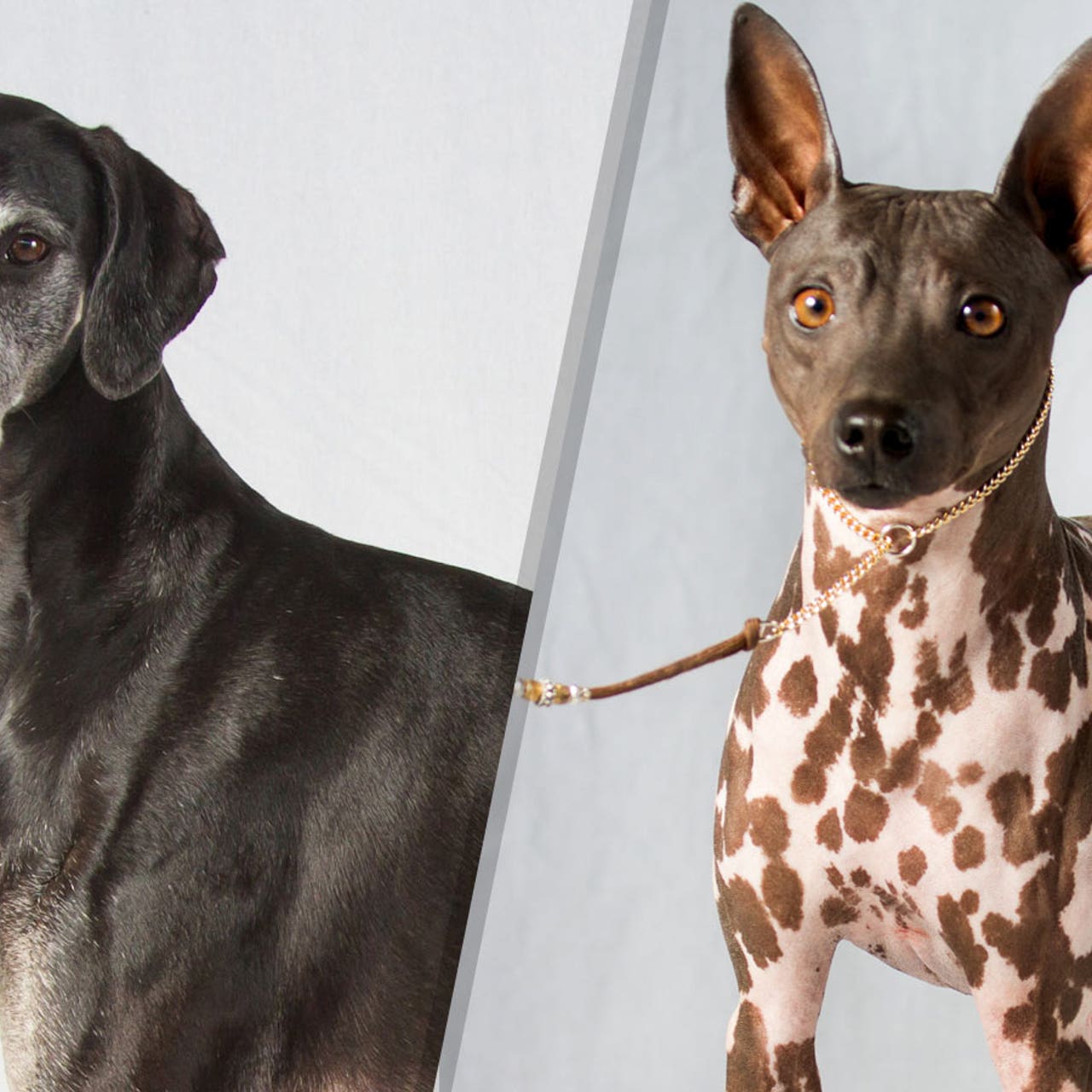 Alexander Gordon Smith Skinless Dogs