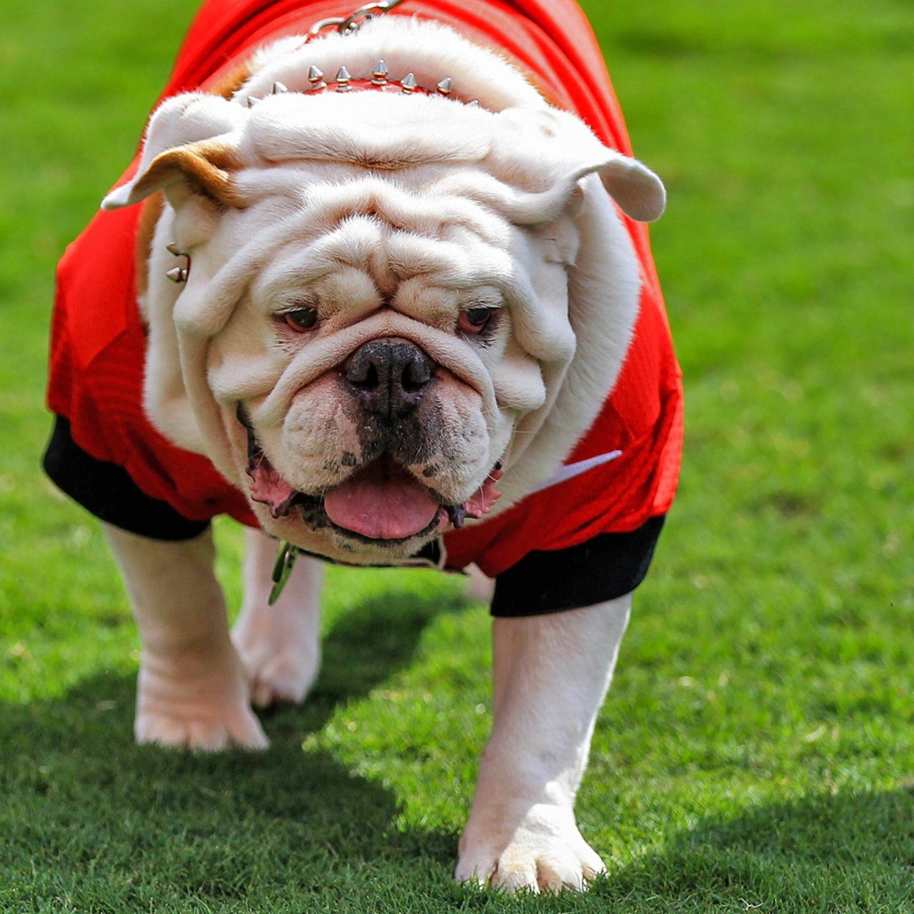 Georgia Bulldog Mascot Russ