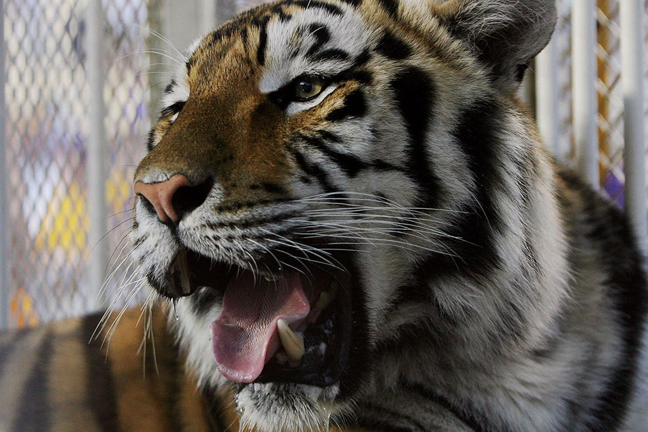 LSU tiger mascot Mike VI dies after cancer battle | FOX Sports