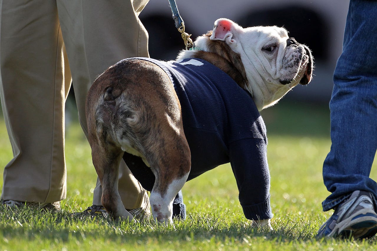 Yale's new bulldog mascot is the most adorable dog of all dogs | FOX Sports