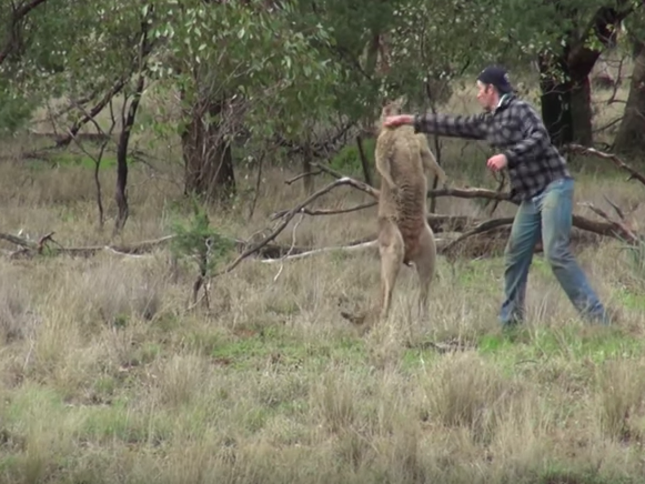 kangaroo punch force