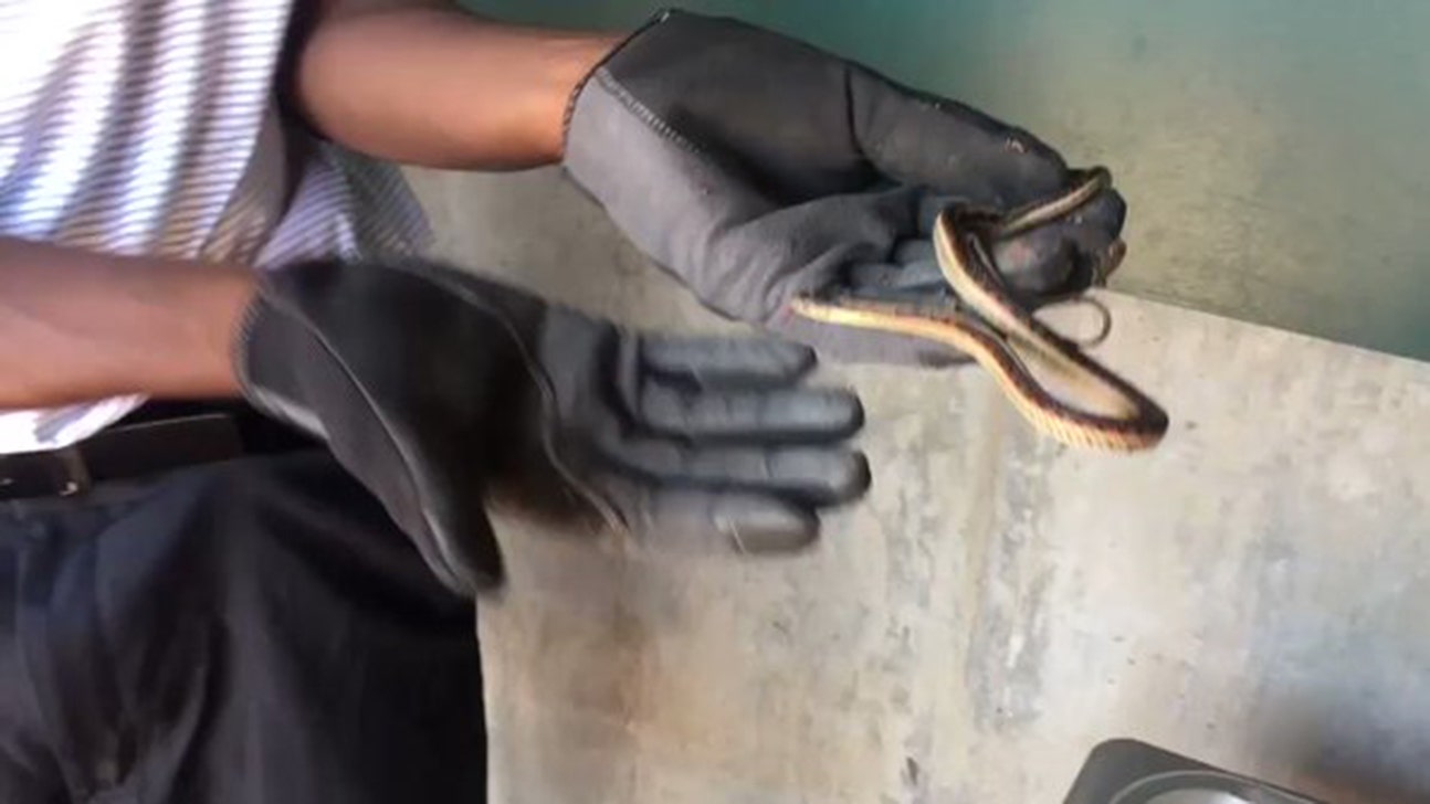 Snake on the field causes delay during minor-league game | FOX Sports