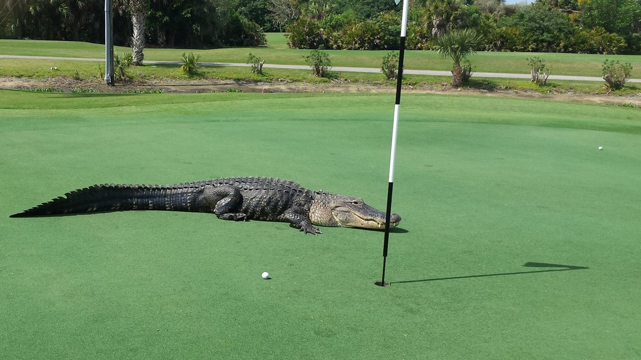 Florida golfer survives gator attack on putting green | FOX Sports