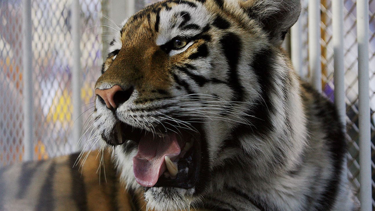 LSU tiger mascot Mike VI dies after cancer battle | FOX Sports
