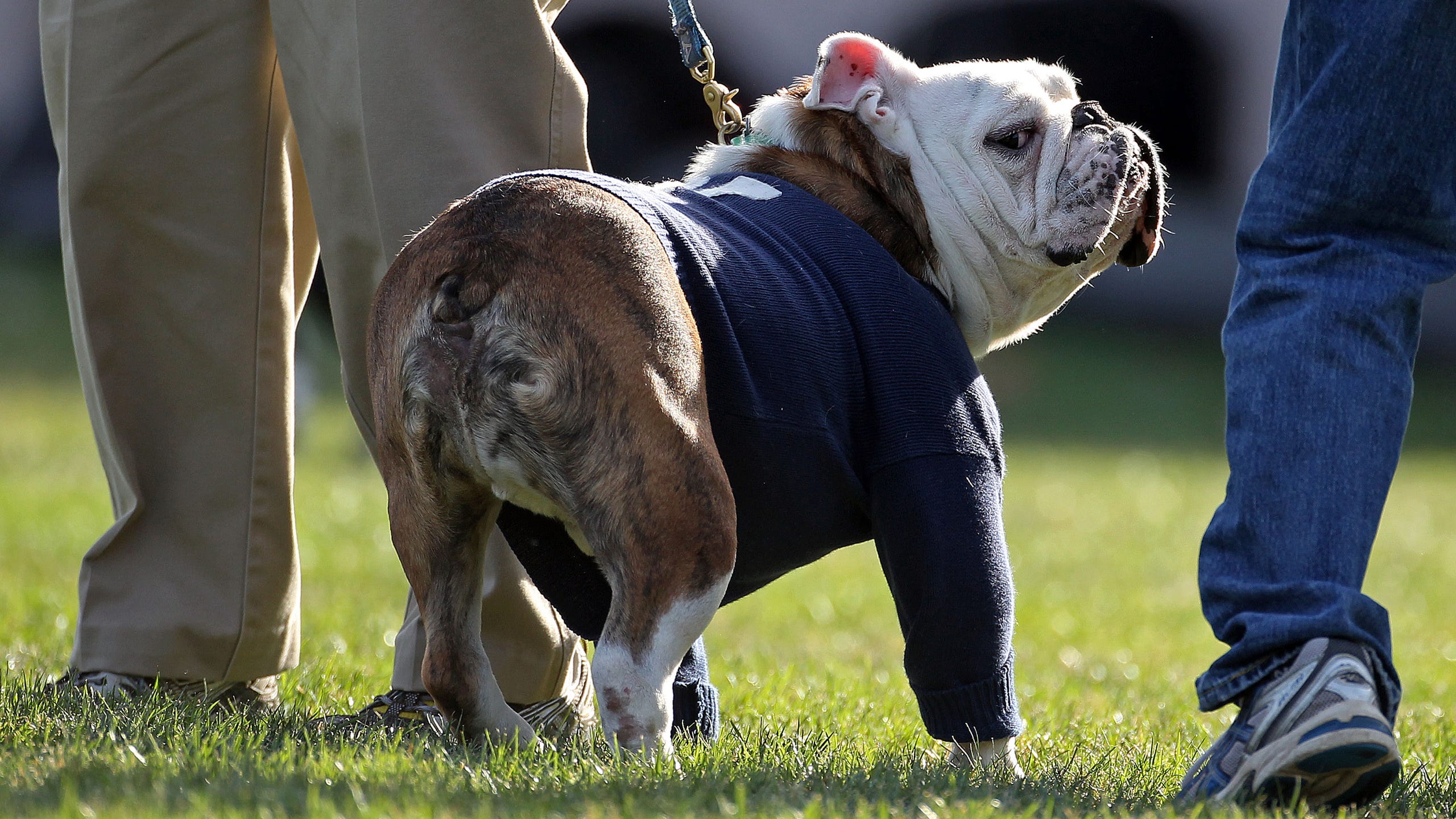 Yale's new bulldog mascot is the most adorable dog of all dogs | FOX Sports