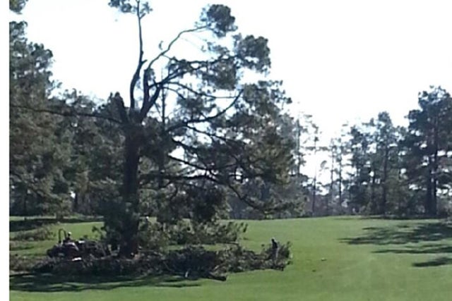 Famous Eisenhower Tree at Augusta National removed (PHOTO) | FOX Sports