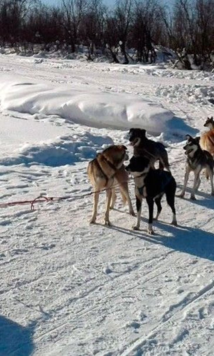 Sled dogs save car stuck in snow | FOX Sports