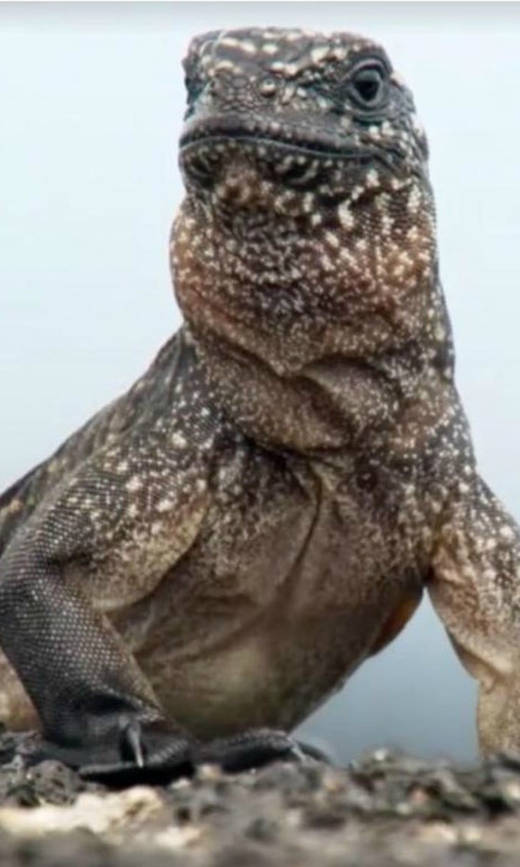 This iguana running for its life with Messi goal commentary is a must ...