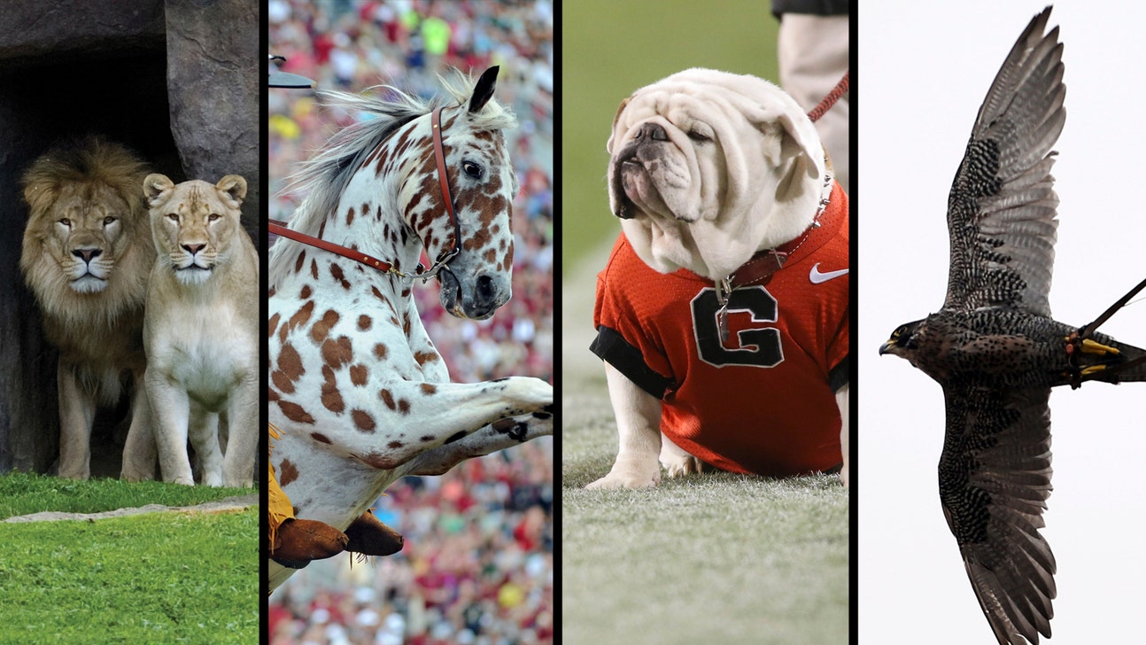 Top 25 live animal mascots in college football | FOX Sports