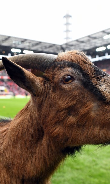 Hennes the goat, Cologne's long-serving club mascot, retires | FOX Sports
