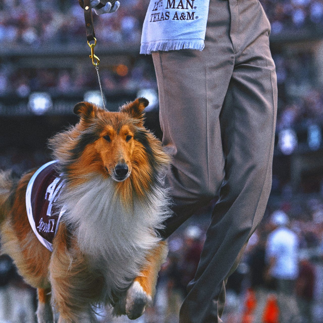 Usfijitimes | Texas A&M's Collie Mascot Reveille X Has Eye Removed ...